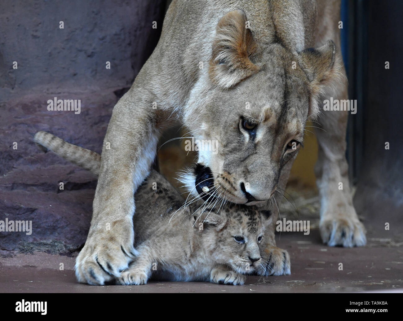 Erfurt, Germany. 23rd May, 2019. A baby lion and mother Bastet in the ...