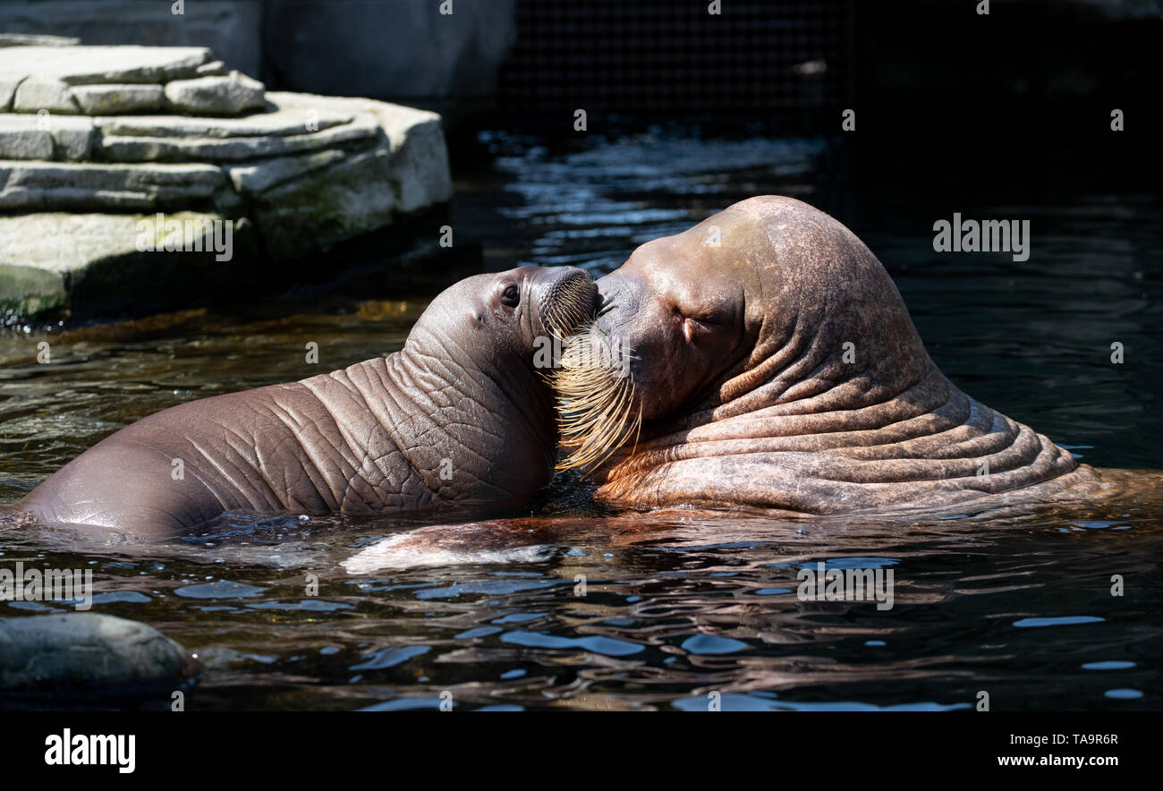 Hamburg, Germany. 23rd May, 2019. The female walrus Polosa and her ...