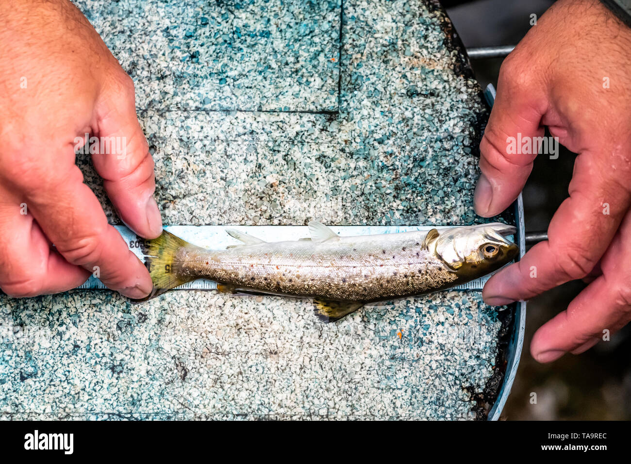 Smolts Salmon Stock Photos & Smolts Salmon Stock Images - Alamy