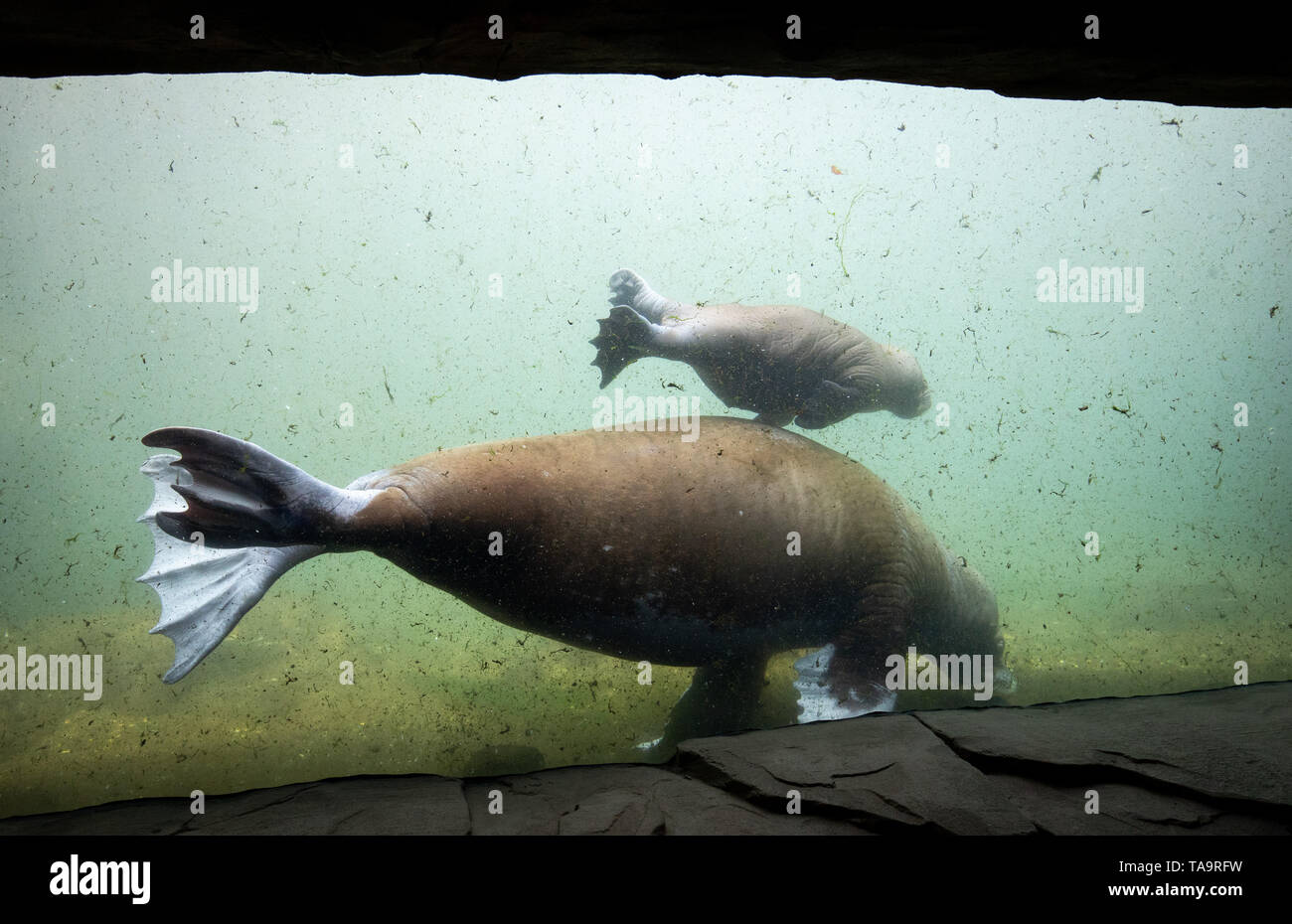 Hamburg, Germany. 23rd May, 2019. The female walrus Polosa and her ...