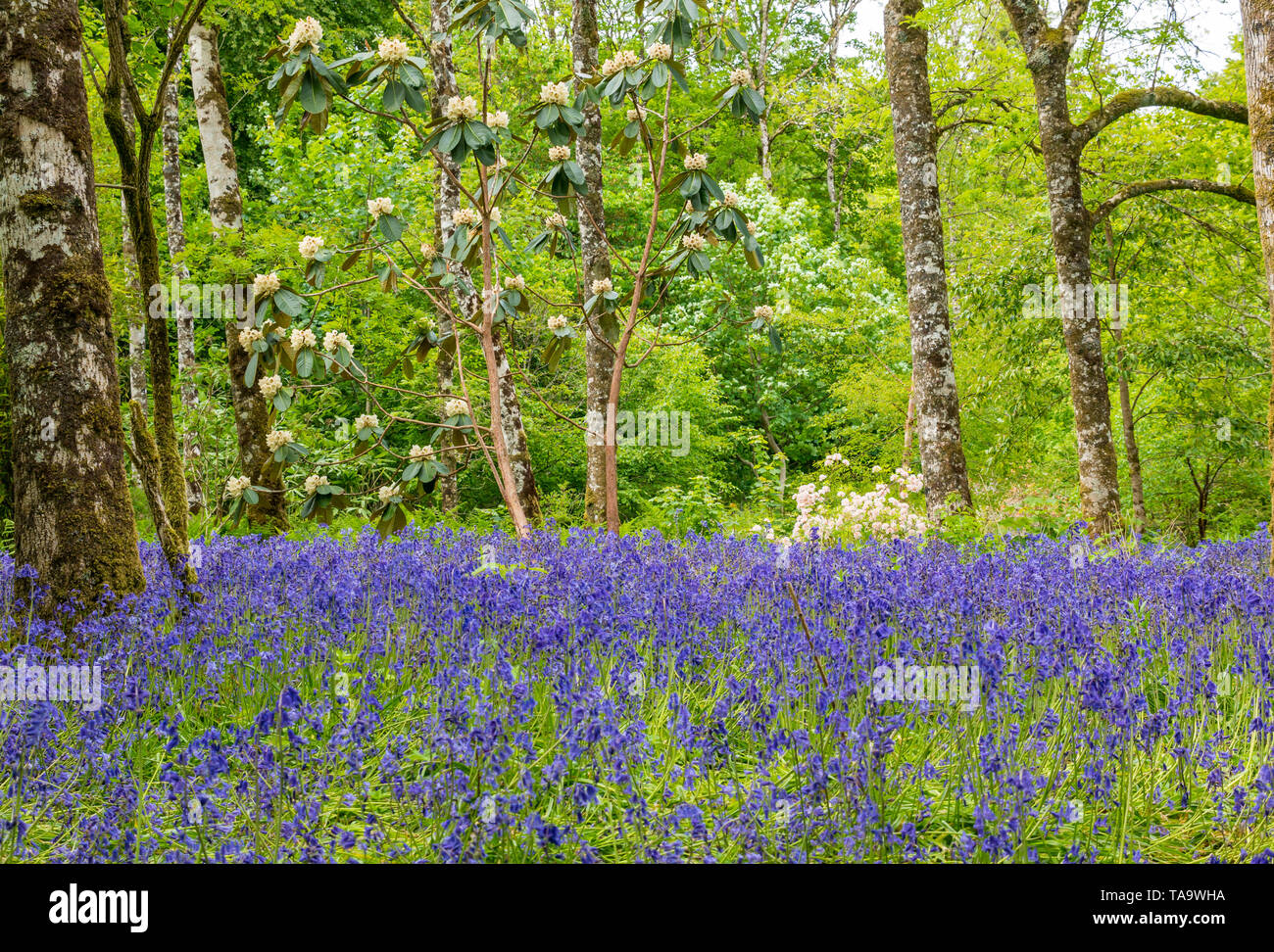 Sleat Peninsula, Isle of Skye, Scottish Highlands, Scotland, United ...