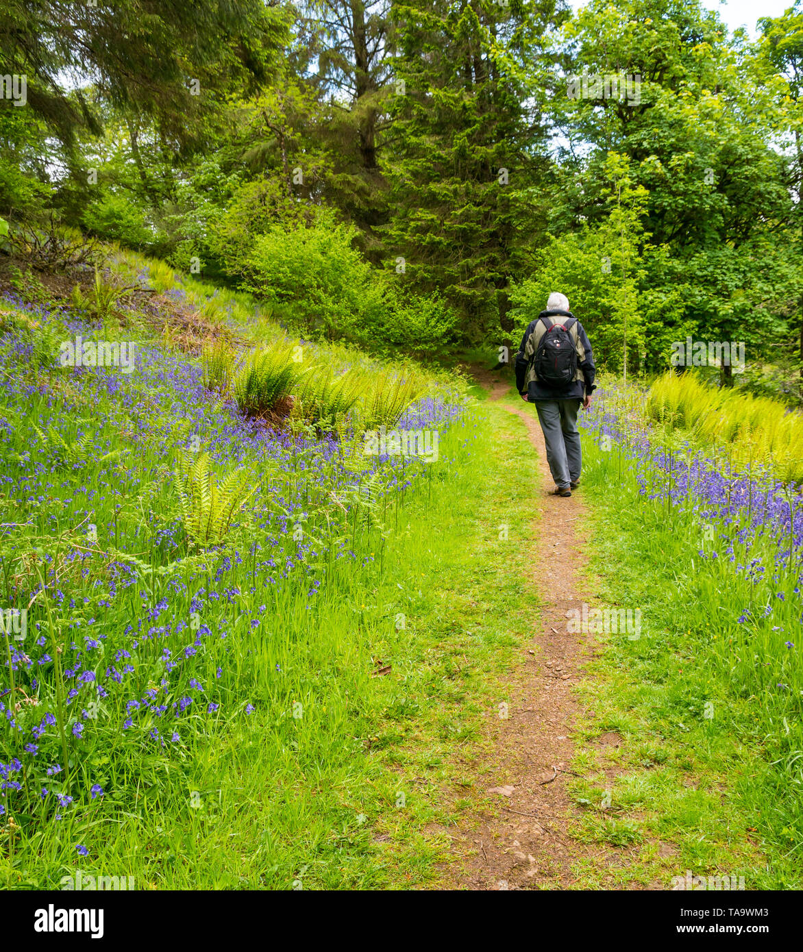 Scottish woodland walks hi-res stock photography and images - Alamy
