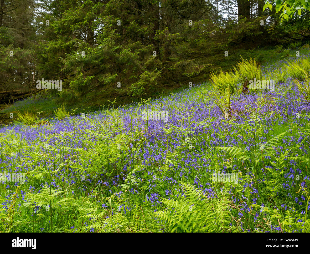 Sleat Peninsula, Isle of Skye, Scottish Highlands, Scotland, United ...
