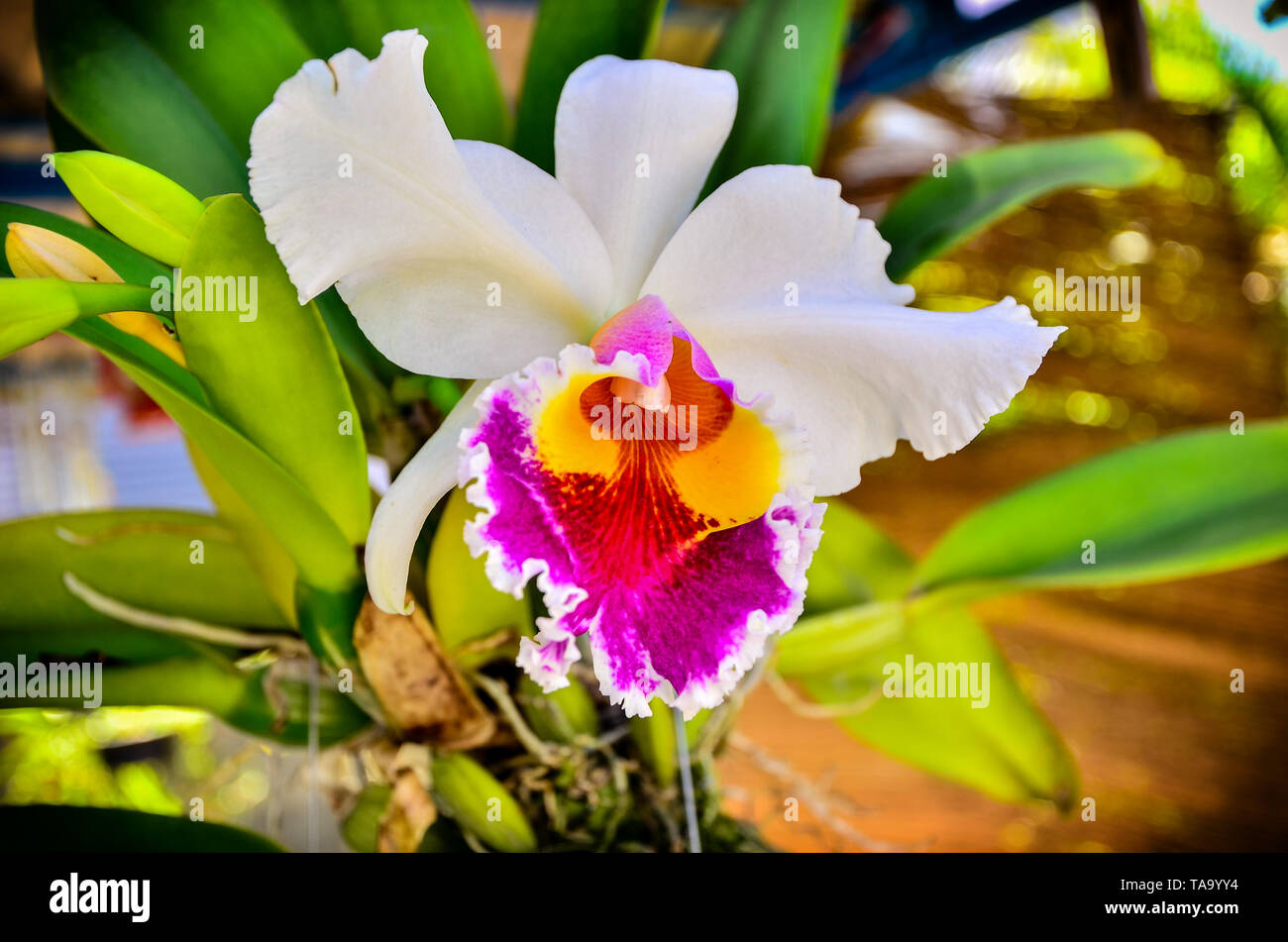 Cattleya orchid blooming in nature Stock Photo - Alamy