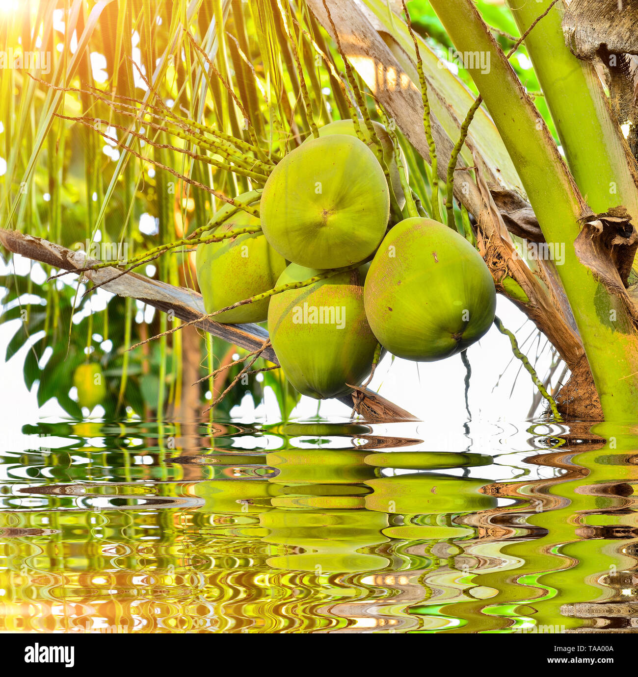 Green coconut drink hi-res stock photography and images - Alamy