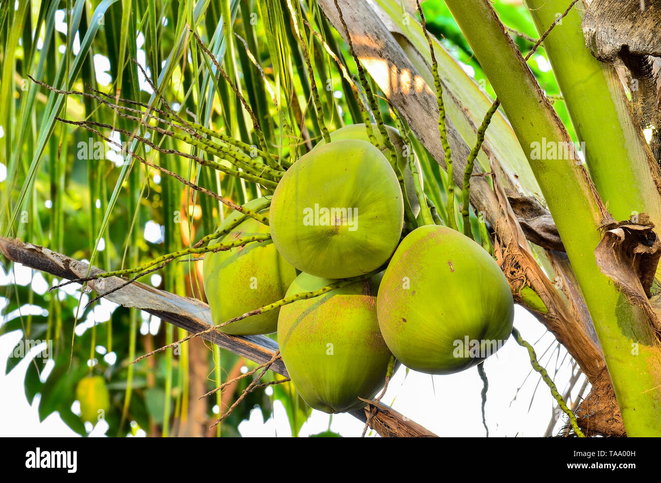 Coconut tree leaf hi-res stock photography and images - Alamy