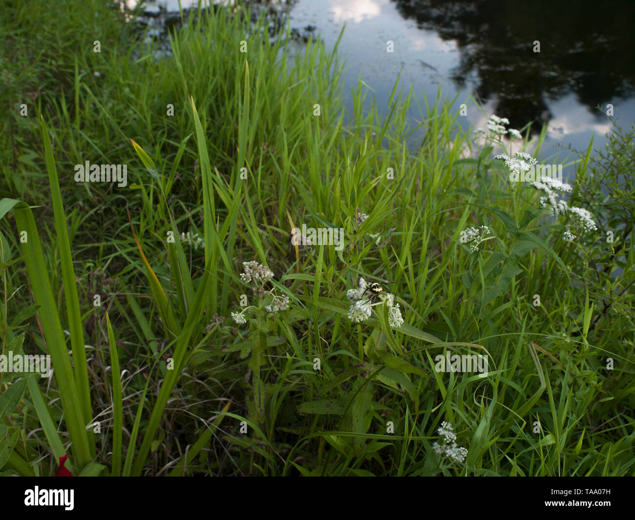 Pond spider hi-res stock photography and images - Alamy