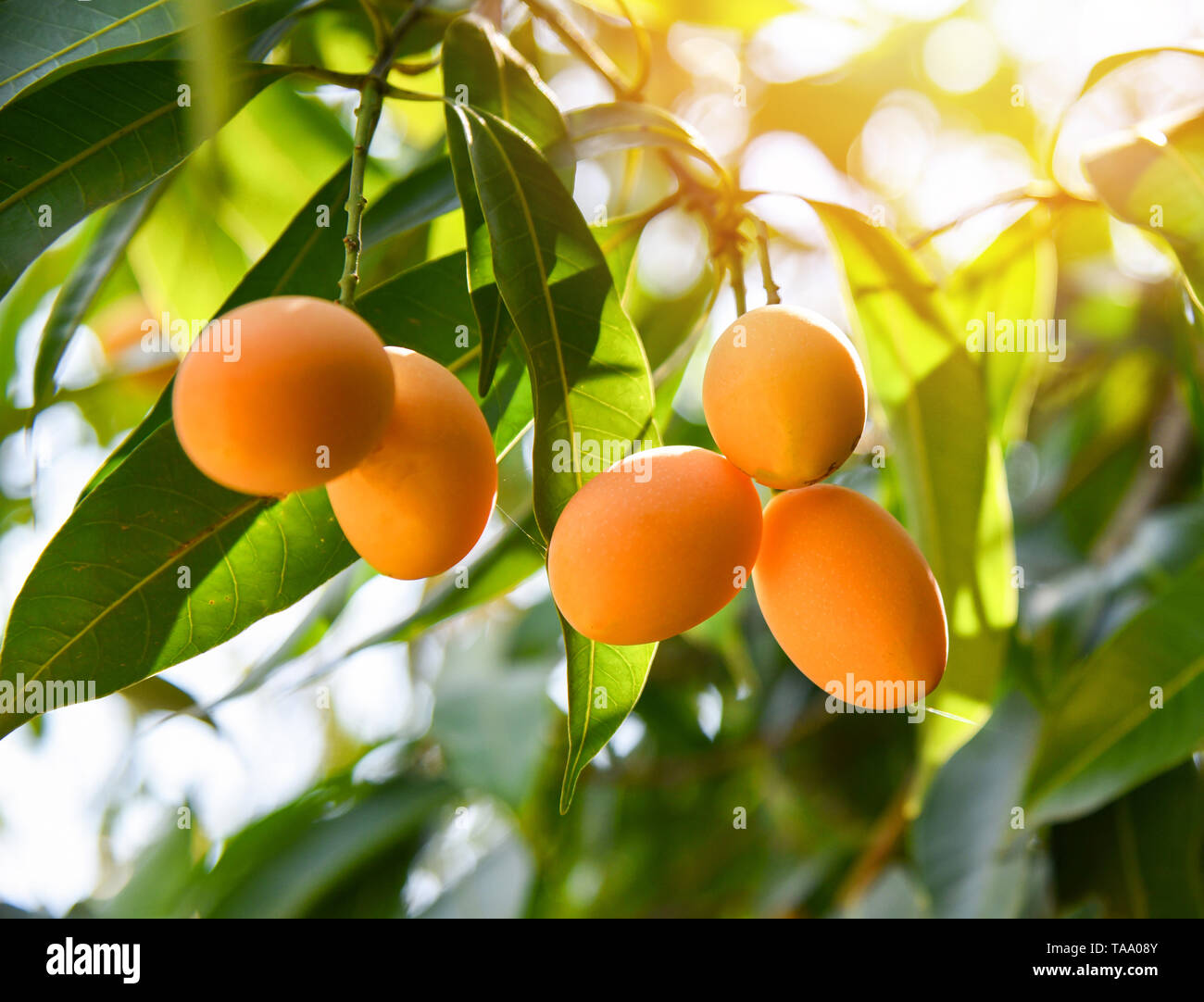 plum mango tropical fruit on tree / ripe of sweet marian plum mango ...