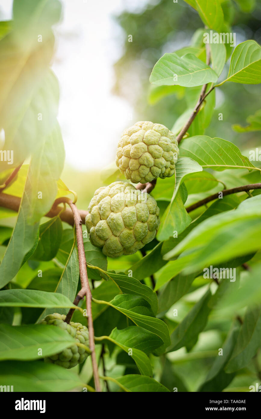 Sugar apple tropical fruit on tree in the garden - custard apple on ...