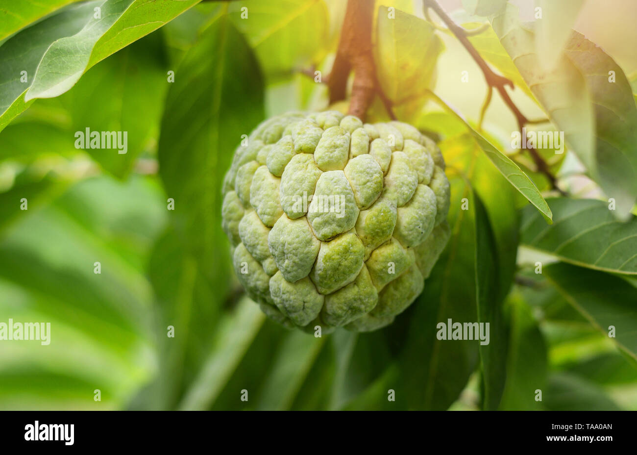 Sugar apple tropical fruit on tree in the garden - custard apple on ...