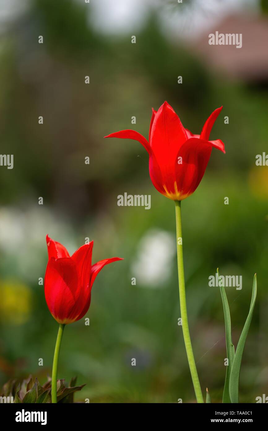 Two red tulips among green grass in the garden at a spring day Stock Photo - Alamy