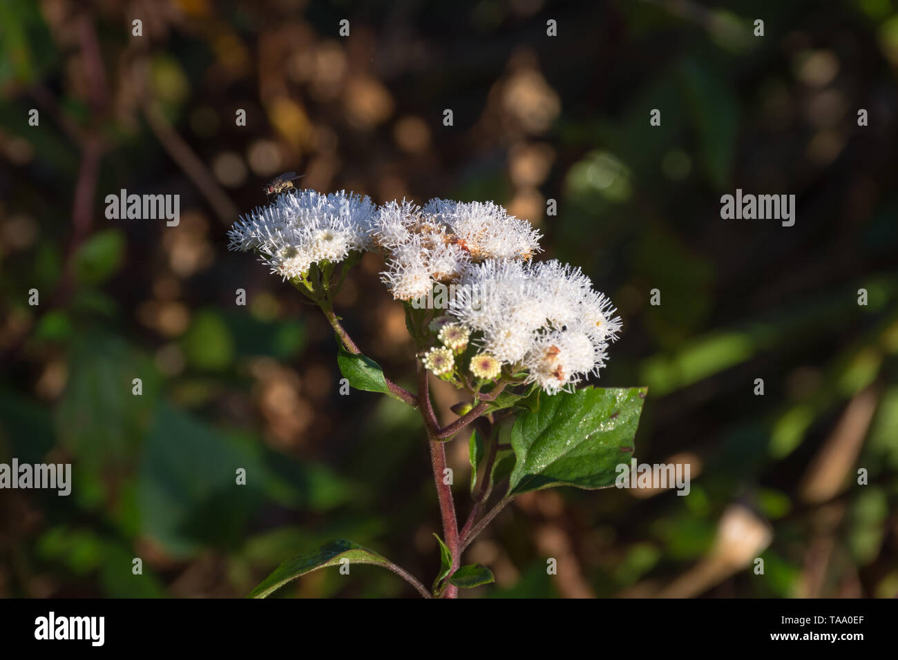 A close up of Anaphalis javanica or known as Java Edelweiss flower that ...