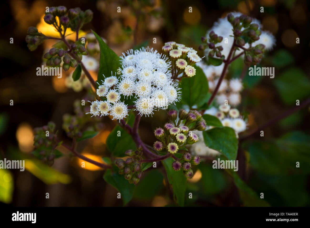 A close up of Anaphalis javanica or known as Java Edelweiss flower that ...
