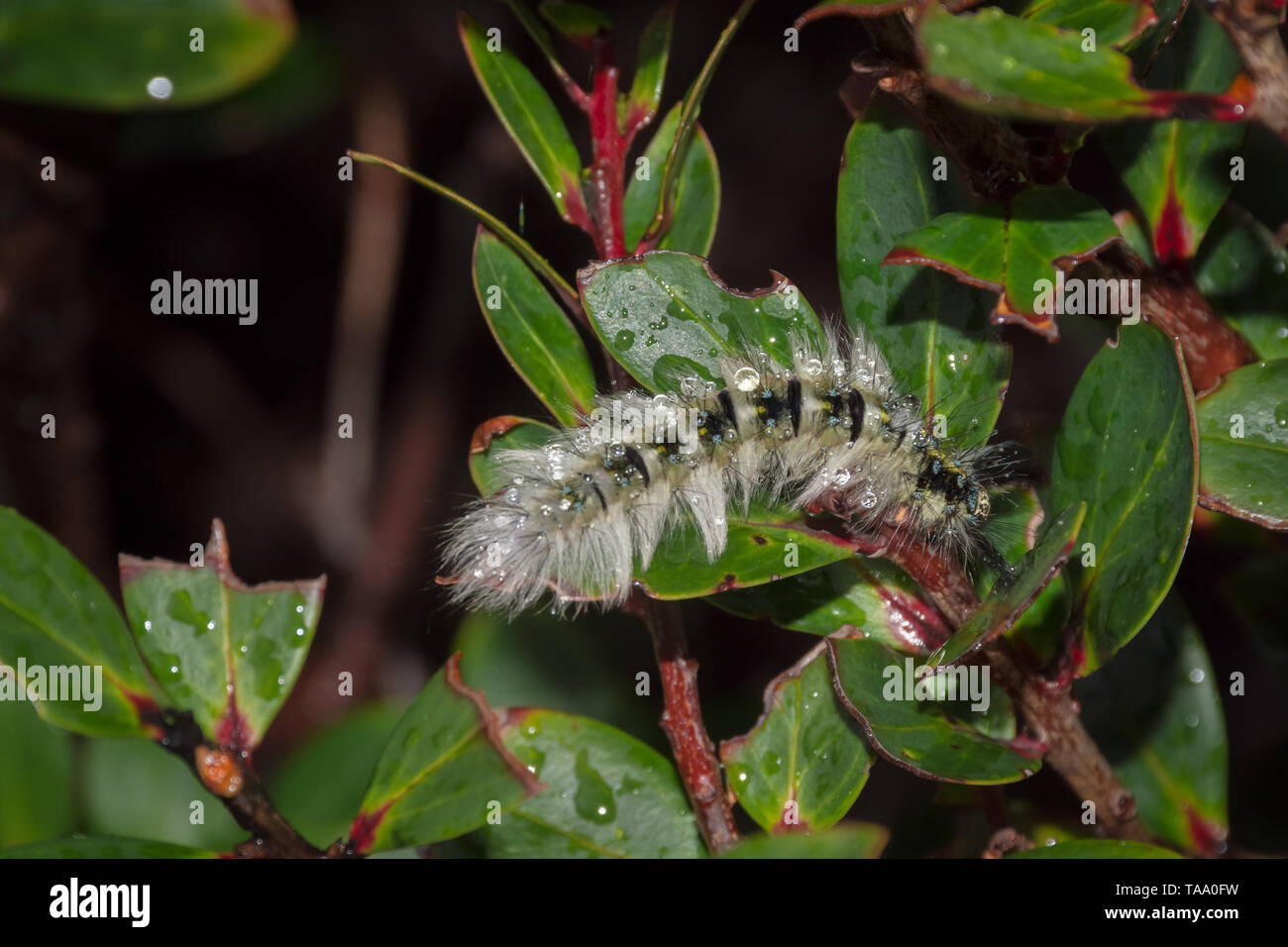 A close up of wet caterpillar with some of water drop from rain Stock ...