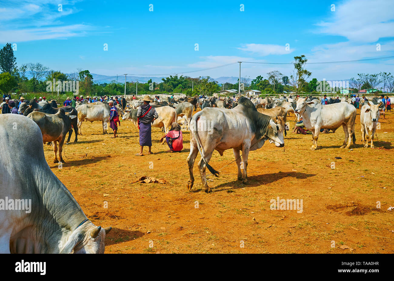 Zebu cows hi-res stock photography and images - Alamy