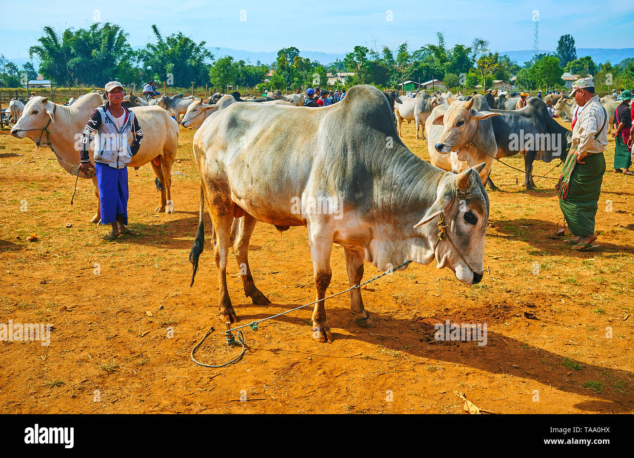 HEHO, MYANMAR - FEBRUARY 19, 2018: Young zebu cow in paddock of cattle ...