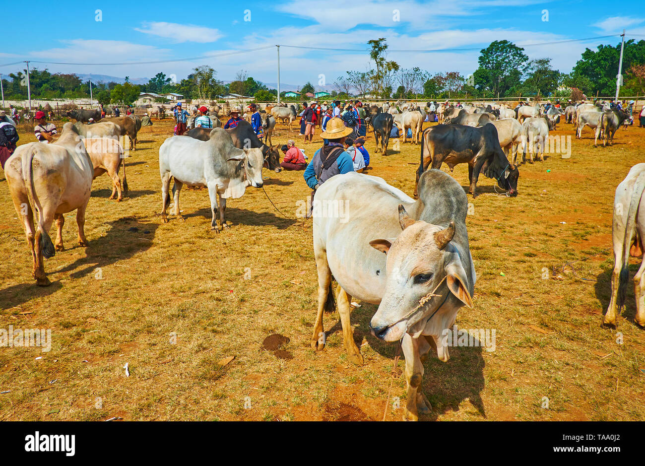 Zebu cows hi-res stock photography and images - Alamy