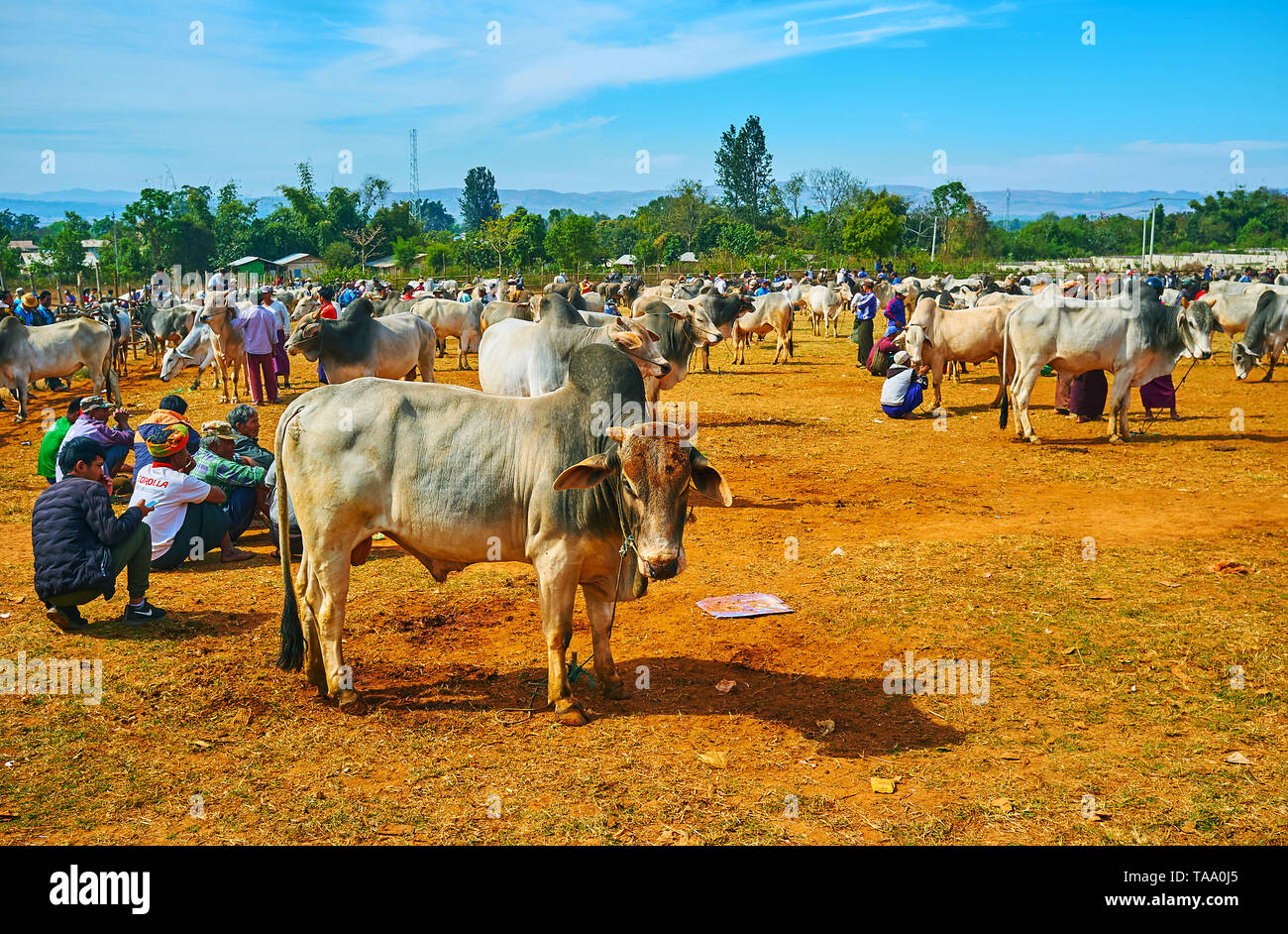 HEHO, MYANMAR - FEBRUARY 19, 2018: Visit the cattle fair with zebu cows ...