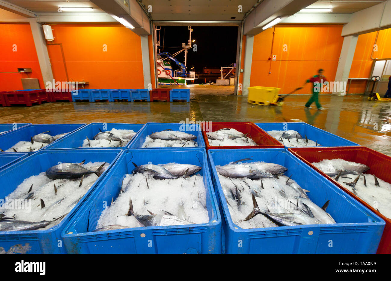 Albacore bonito del norte hi-res stock photography and images - Alamy
