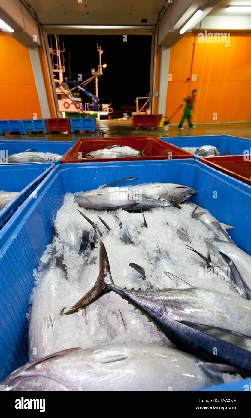 ALBACORE - BONITO DEL NORTE O ATÚN BLANCO (Thunnus alalunga), Santoña ...