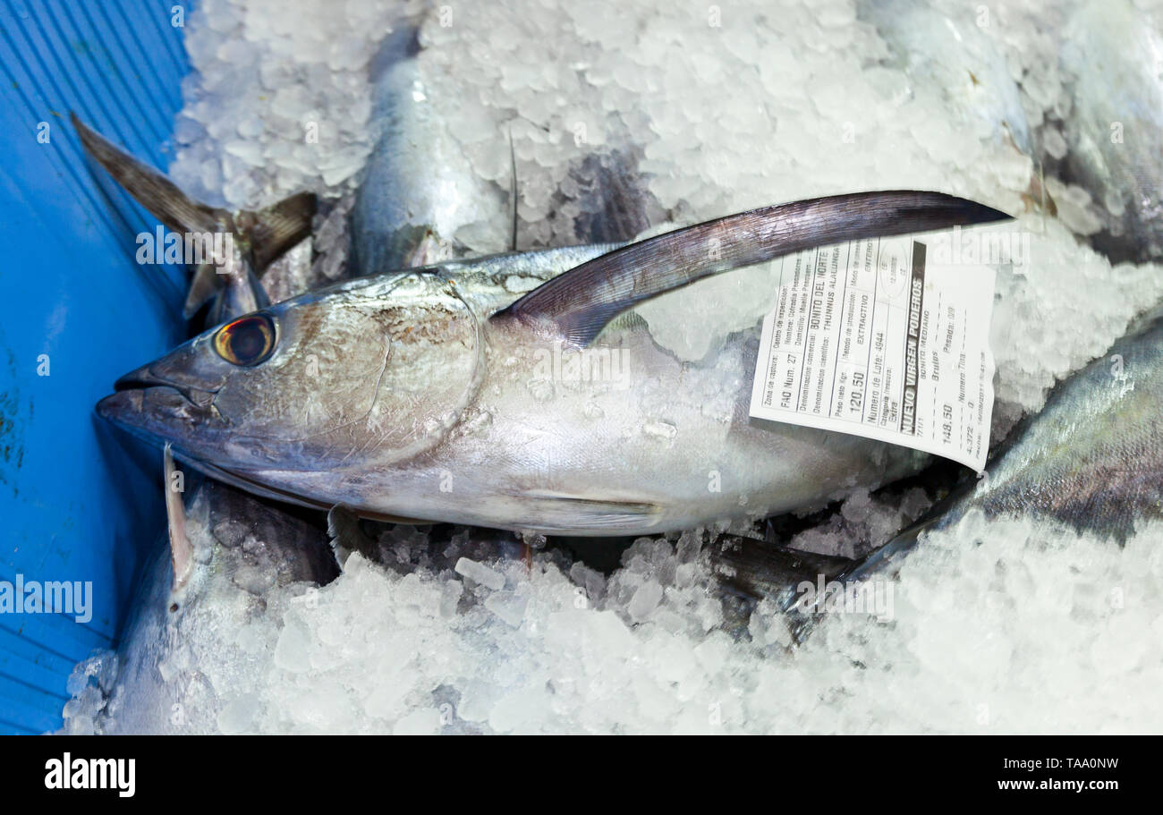 ALBACORE - BONITO DEL NORTE O ATÚN BLANCO (Thunnus alalunga), Santoña ...