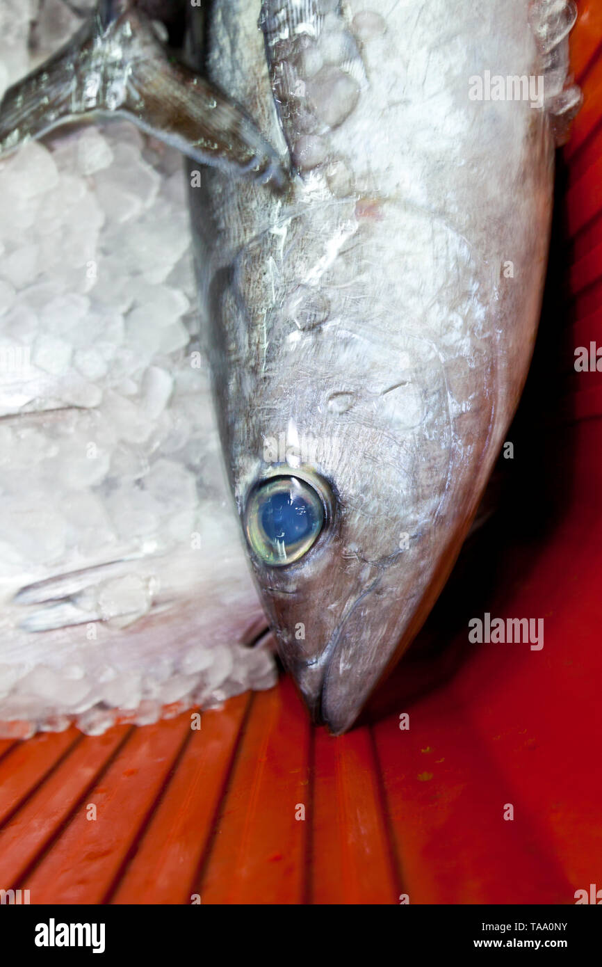 ALBACORE - BONITO DEL NORTE O ATÚN BLANCO (Thunnus alalunga), Santoña ...