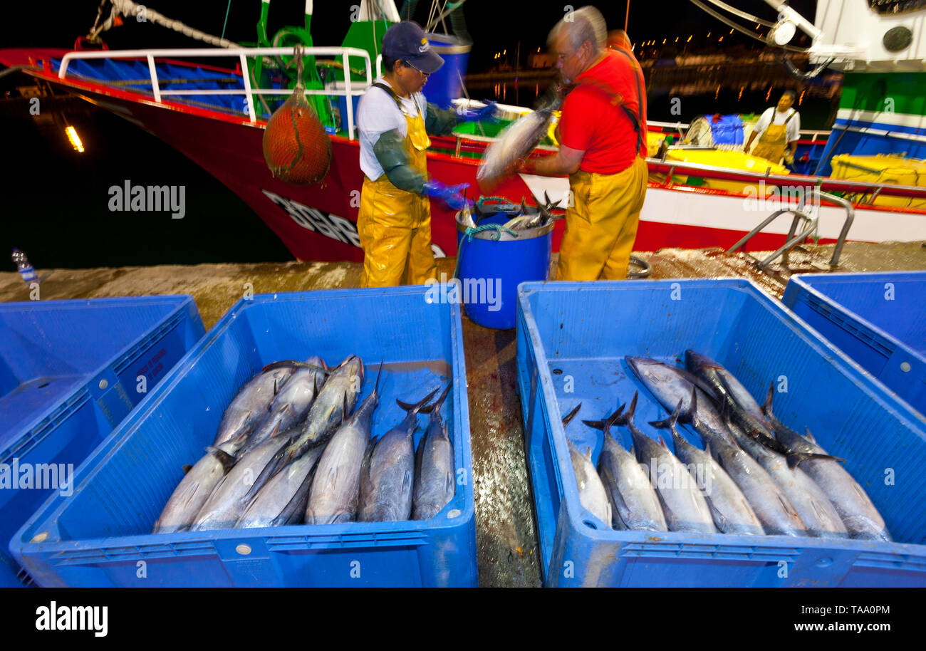 ALBACORE - BONITO DEL NORTE O ATÚN BLANCO (Thunnus alalunga), Santoña ...