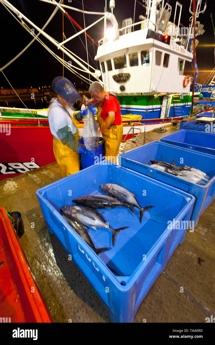 ALBACORE - BONITO DEL NORTE O ATÚN BLANCO (Thunnus alalunga), Santoña ...
