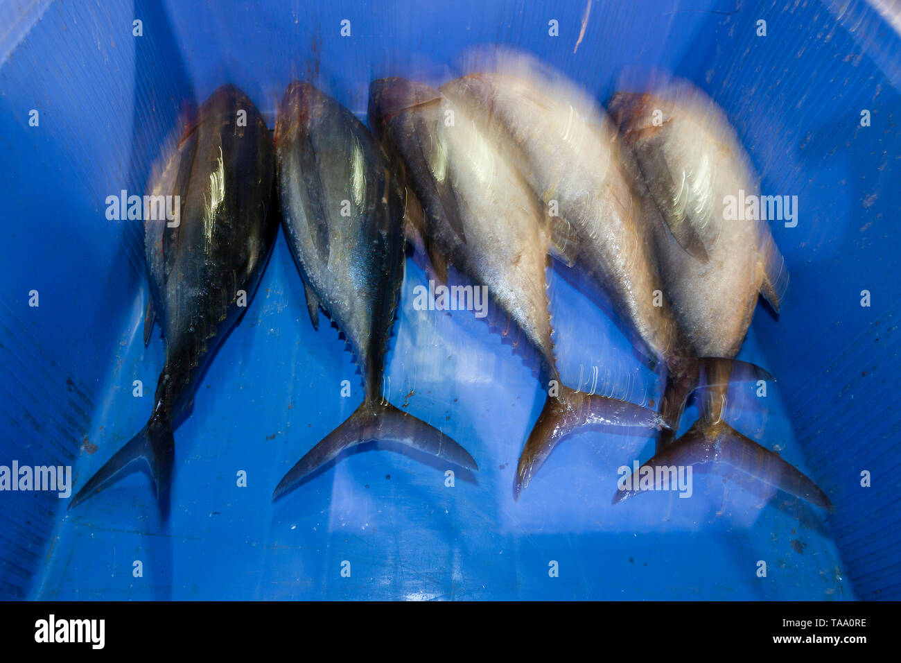 ALBACORE - BONITO DEL NORTE O ATÚN BLANCO (Thunnus alalunga), Santoña ...