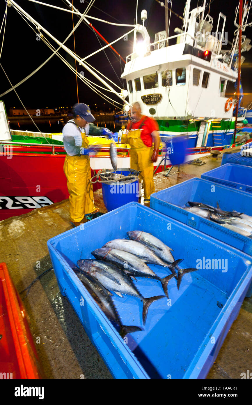 ALBACORE - BONITO DEL NORTE O ATÚN BLANCO (Thunnus alalunga), Santoña ...