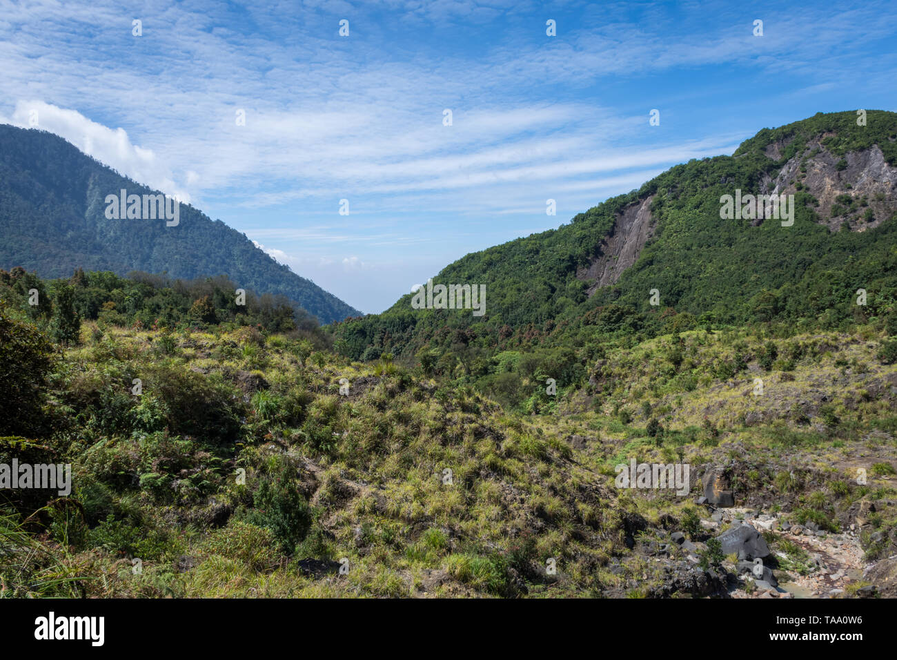 A thick forest on mount Papandayan with clear blue sky. Papandayan ...