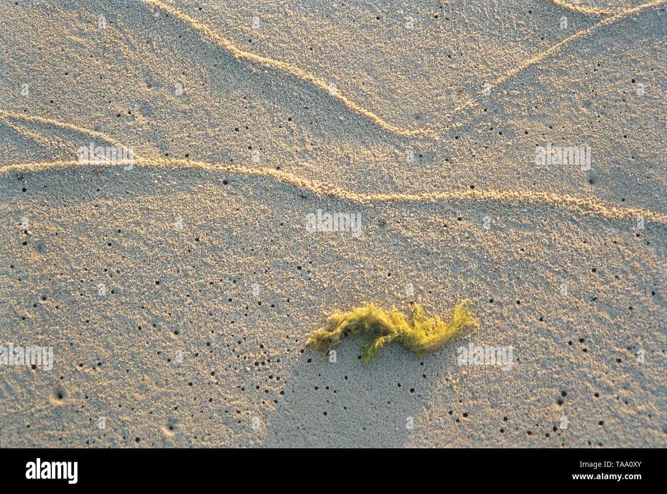 Lakshadweep india hi-res stock photography and images - Alamy