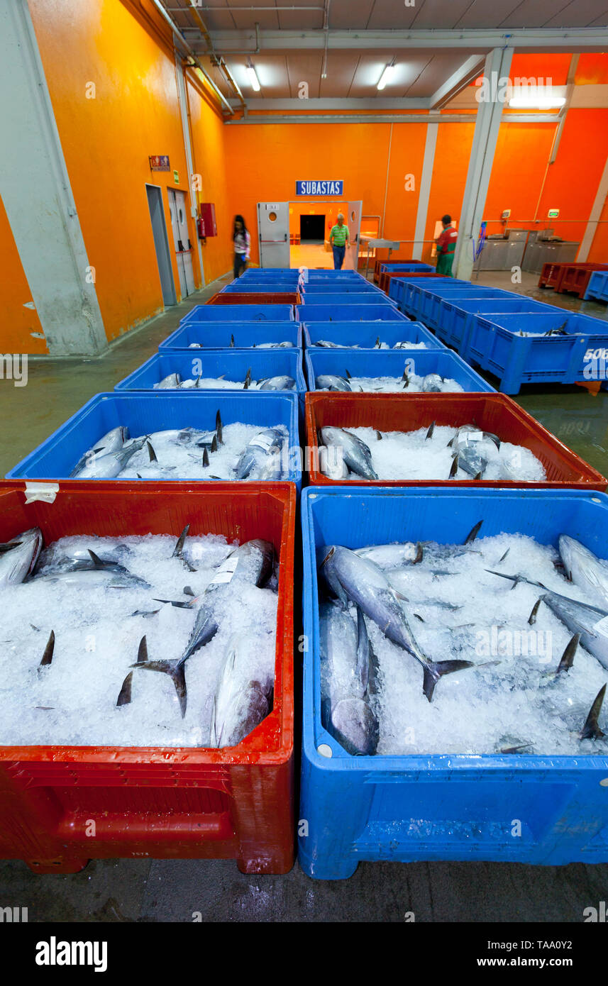 Albacore bonito del norte hi-res stock photography and images - Alamy