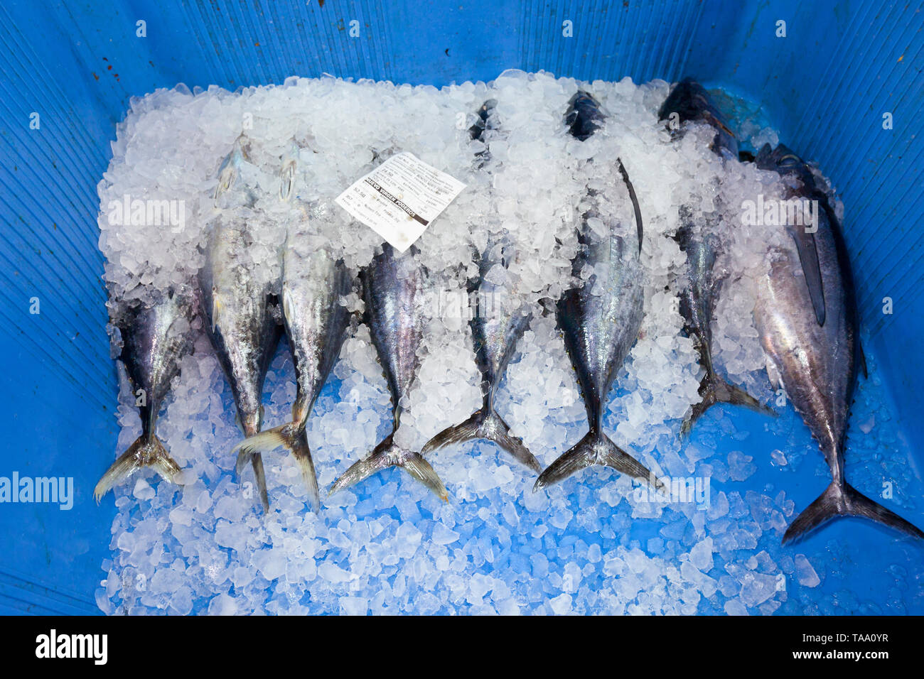ALBACORE - BONITO DEL NORTE O ATÚN BLANCO (Thunnus alalunga), Santoña ...