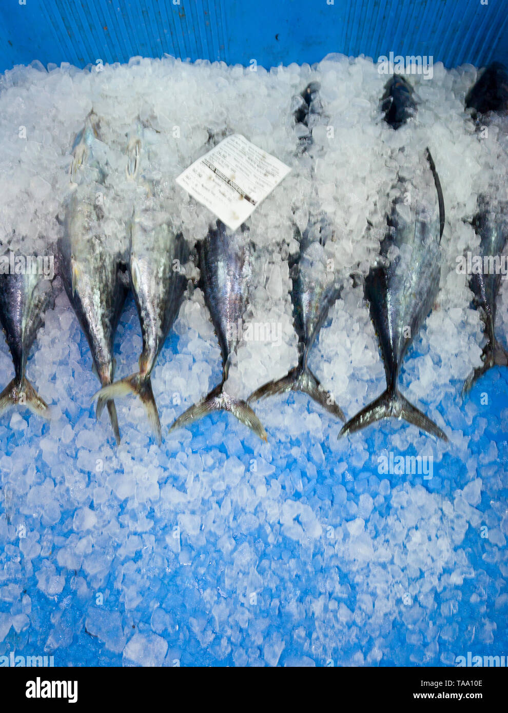 Longfin tuna alalunga hi-res stock photography and images - Alamy