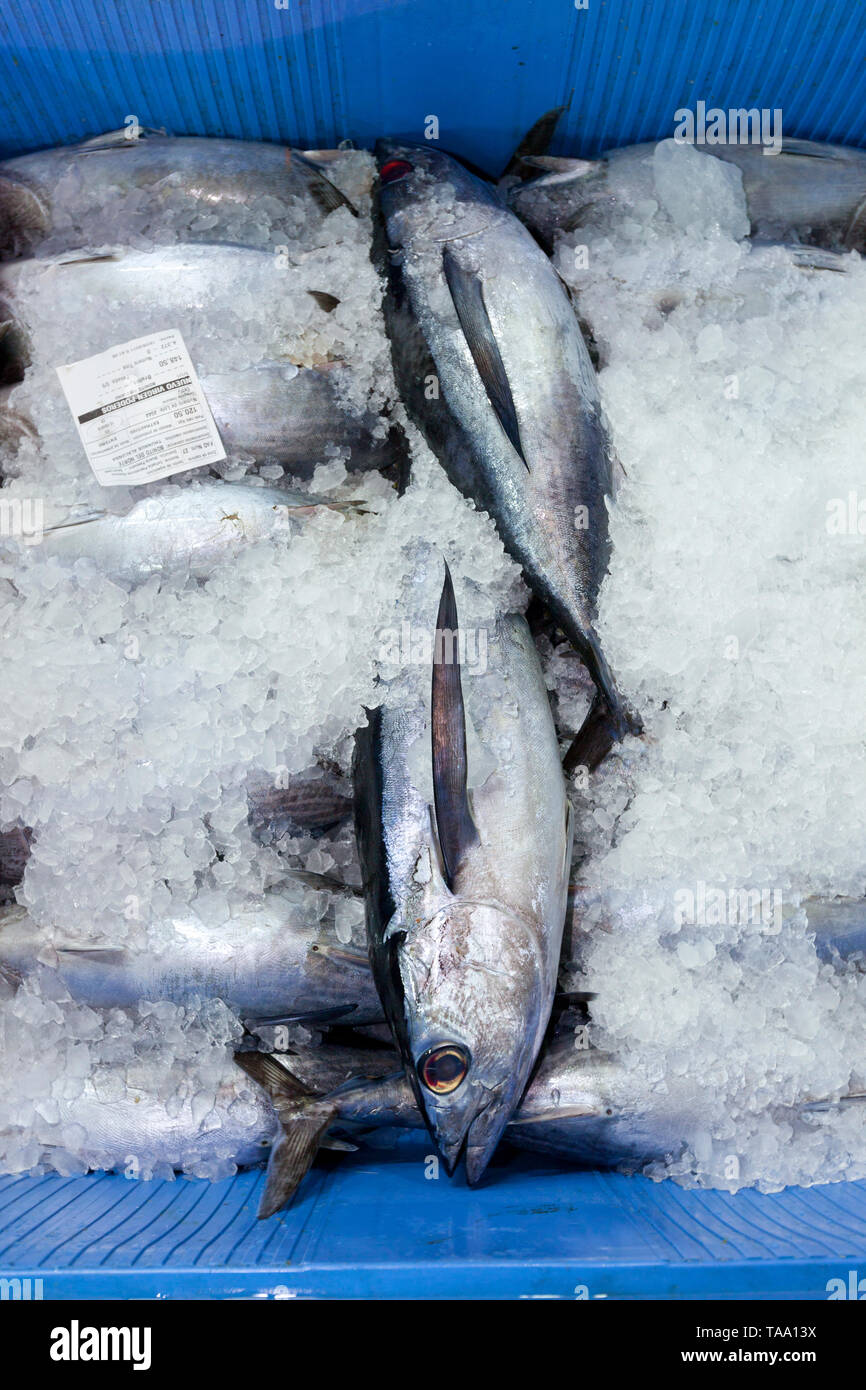 Albacore bonito del norte hi-res stock photography and images - Alamy