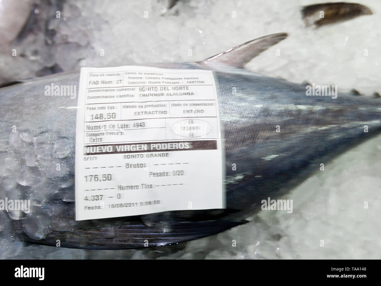 Albacore bonito del norte hi-res stock photography and images - Alamy