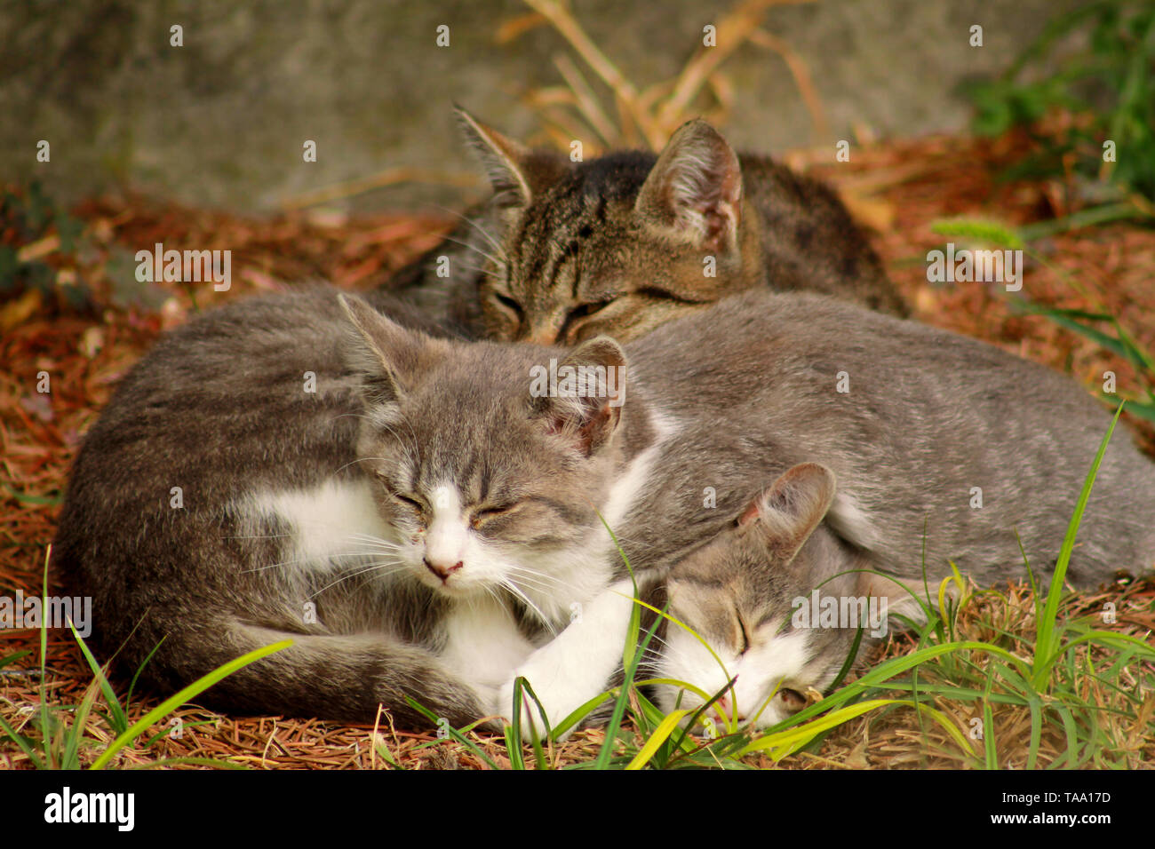Portrait of three little domestic kitties sleeping on grass in garden ...