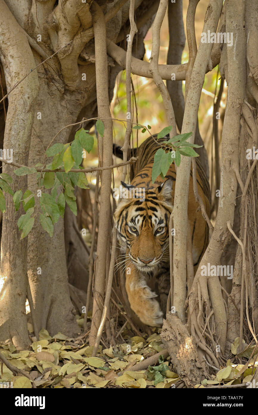 Through walking hi-res stock photography and images - Alamy