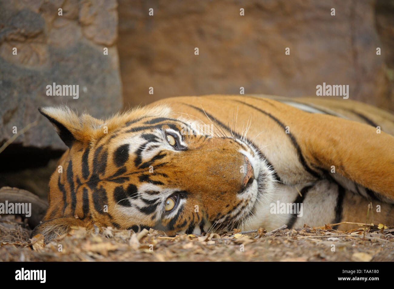 Tiger Sleeping Wild High Resolution Stock Photography and Images - Alamy