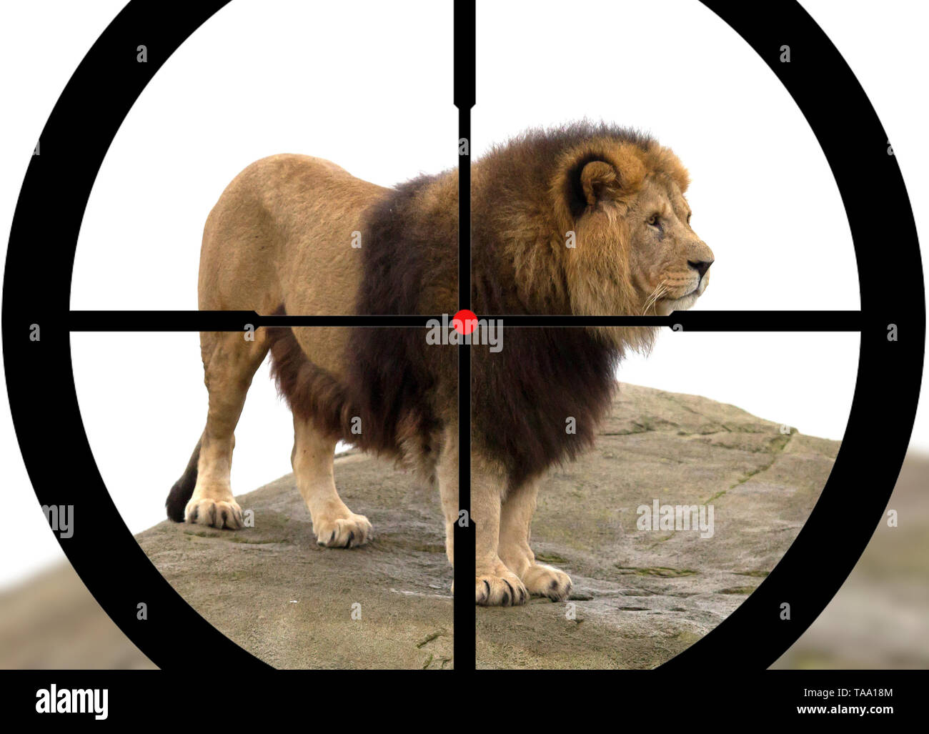 Hunting a male lion, selective focus through a scope Stock Photo - Alamy