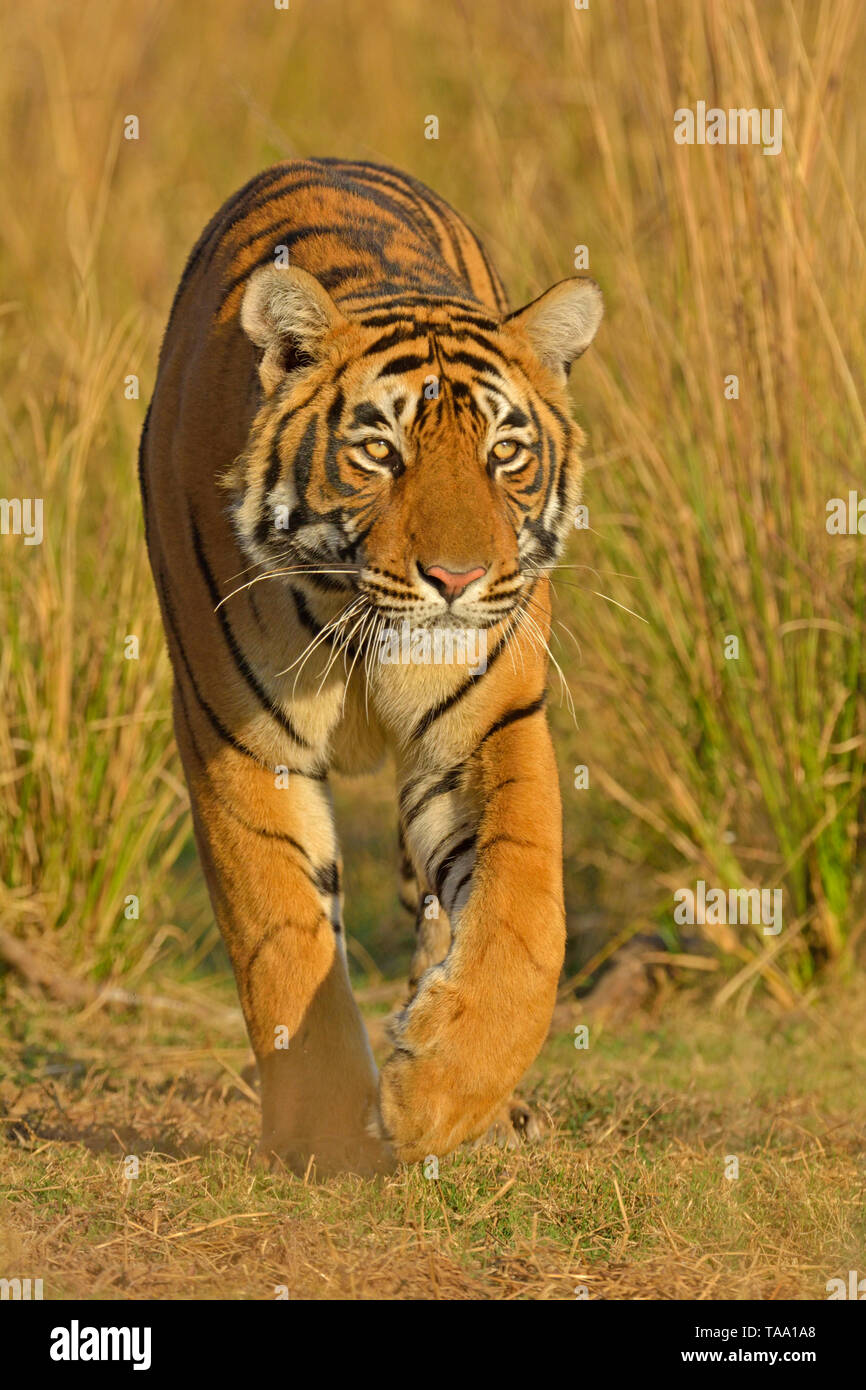 Bengal Tiger, Ranthambore national park, rajasthan, India, Asia Stock ...