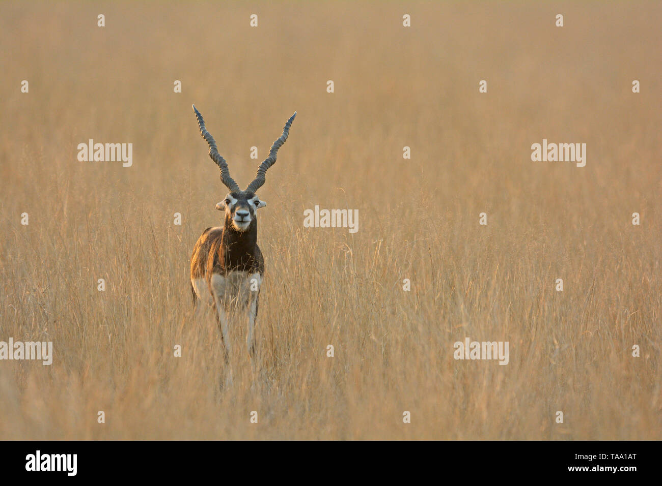 Indian black buck hi-res stock photography and images - Alamy