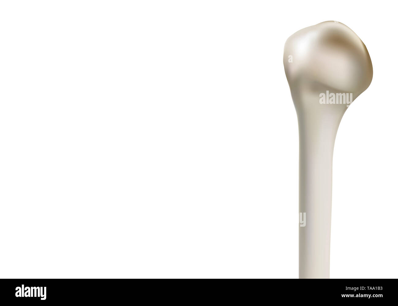 Human collar bone hi-res stock photography and images - Alamy