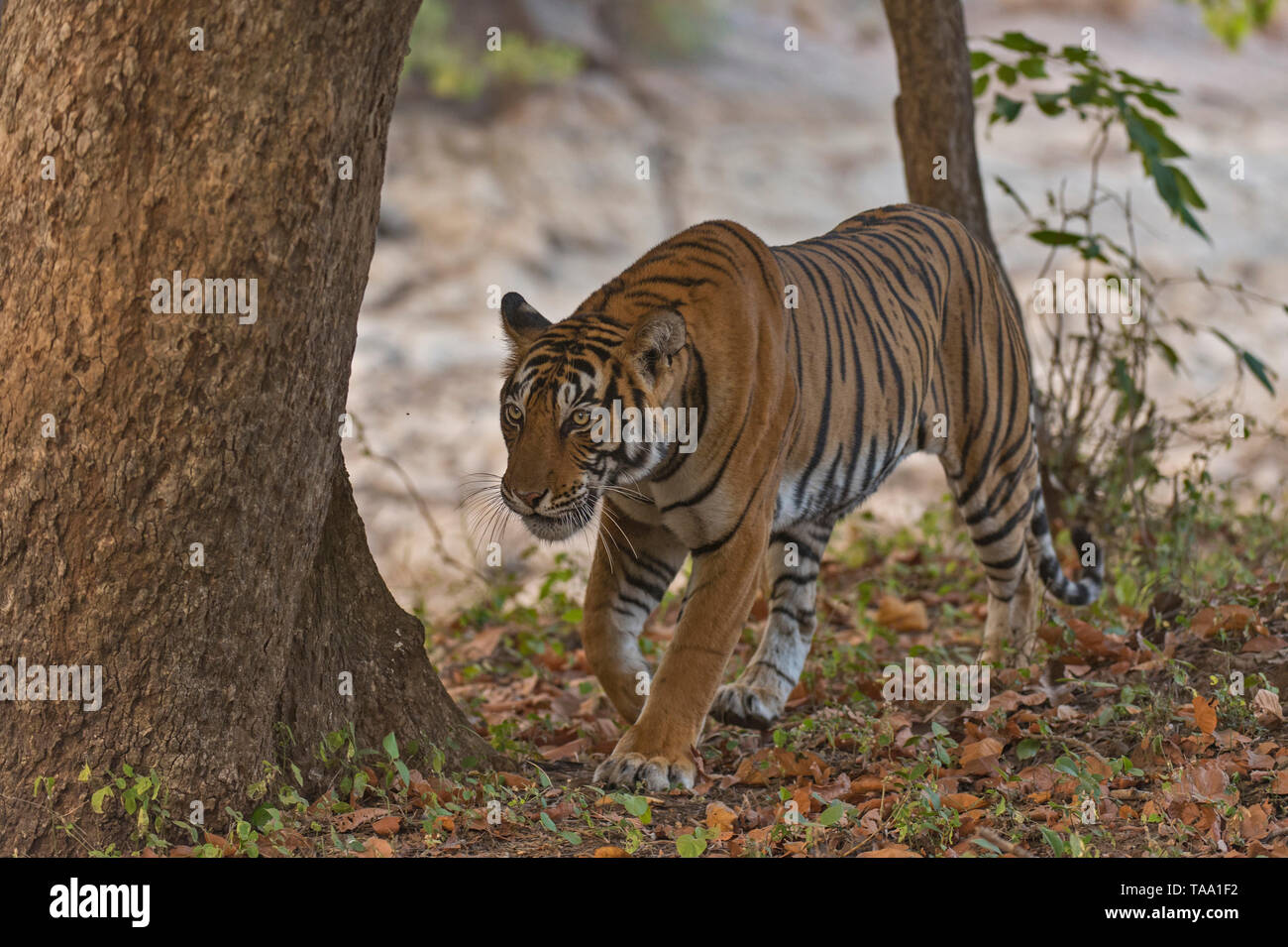 Tiger jungle india stalking hi-res stock photography and images - Alamy