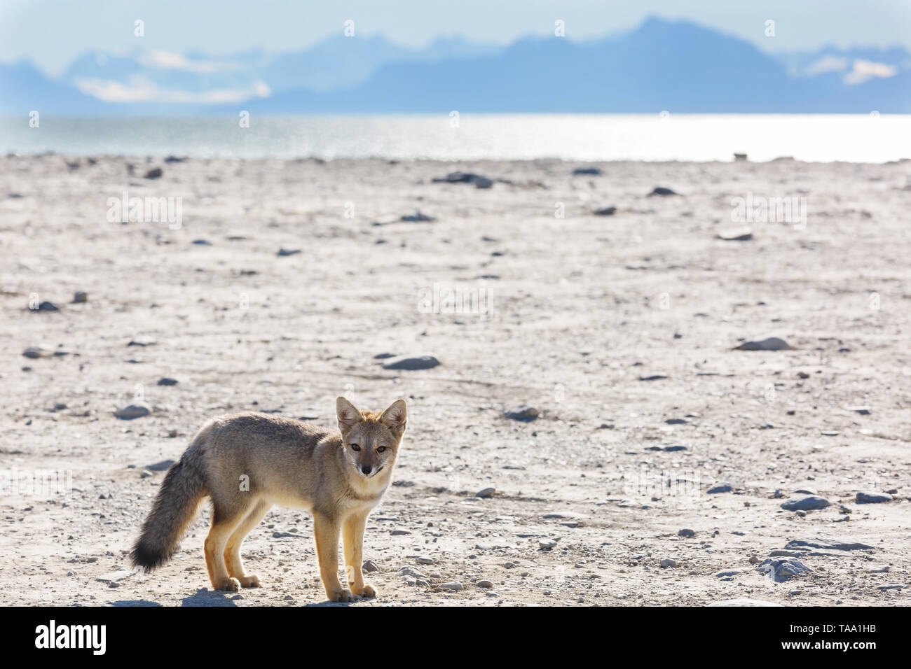 South American gray fox (Lycalopex griseus), Patagonian fox, in ...