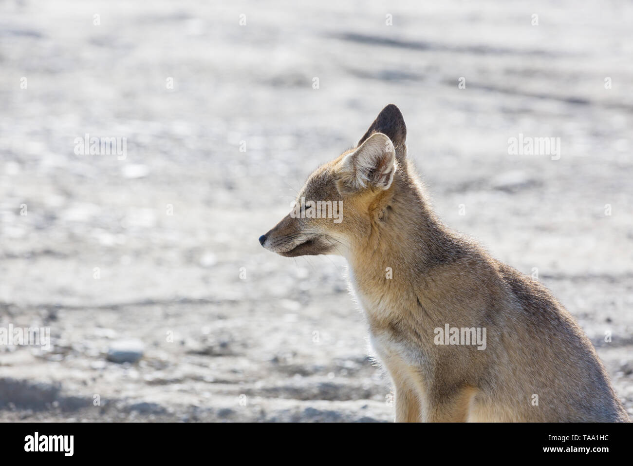 South American gray fox (Lycalopex griseus), Patagonian fox, in Patagonia mountains Stock Photo ...