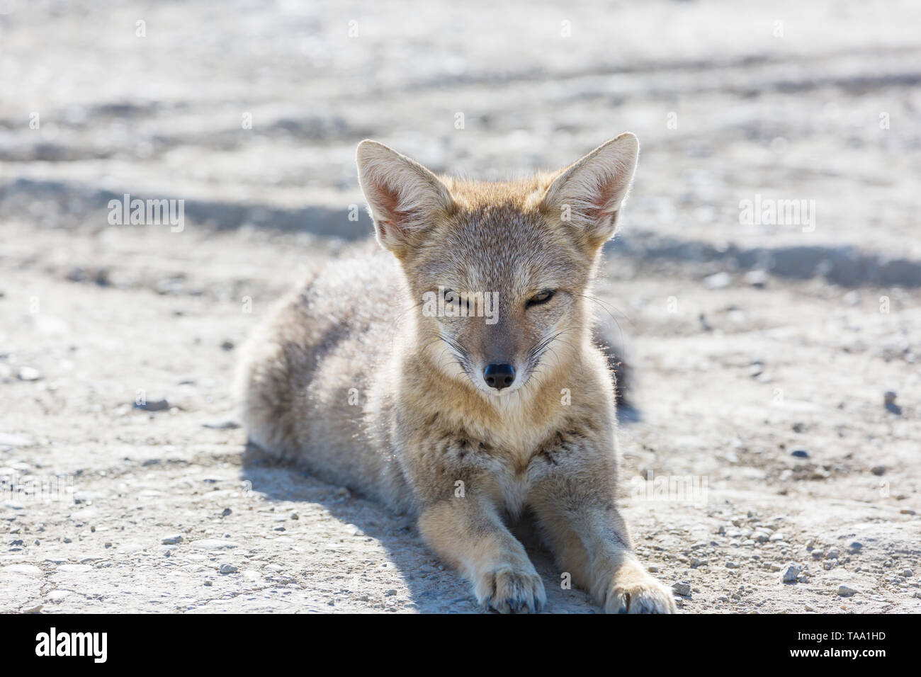 South American gray fox (Lycalopex griseus), Patagonian fox, in ...