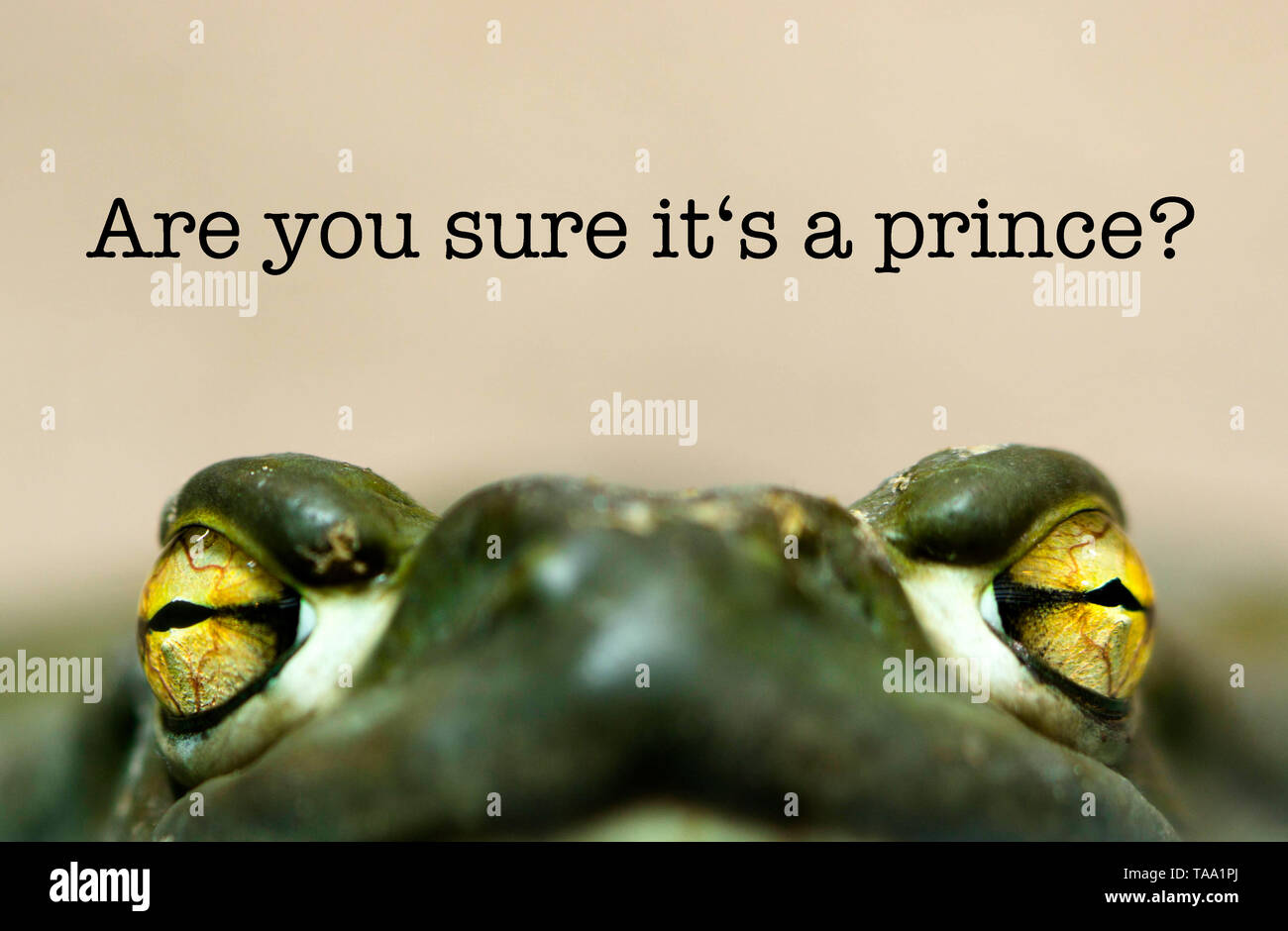 A close up view of an ugly toad with bloodshot eyes and humourous text ...