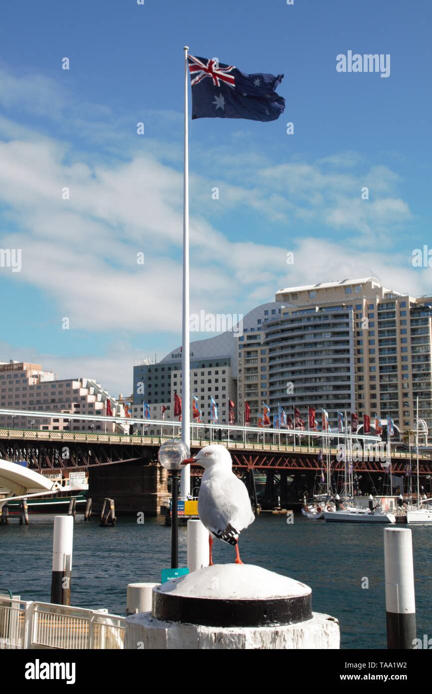 Australia, Sydney a sea gull in front of the national flag of Australia ...